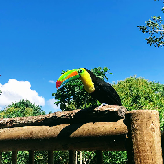 National Aviary of Colombia Private Day Tour - CAPOA Travels Colombia